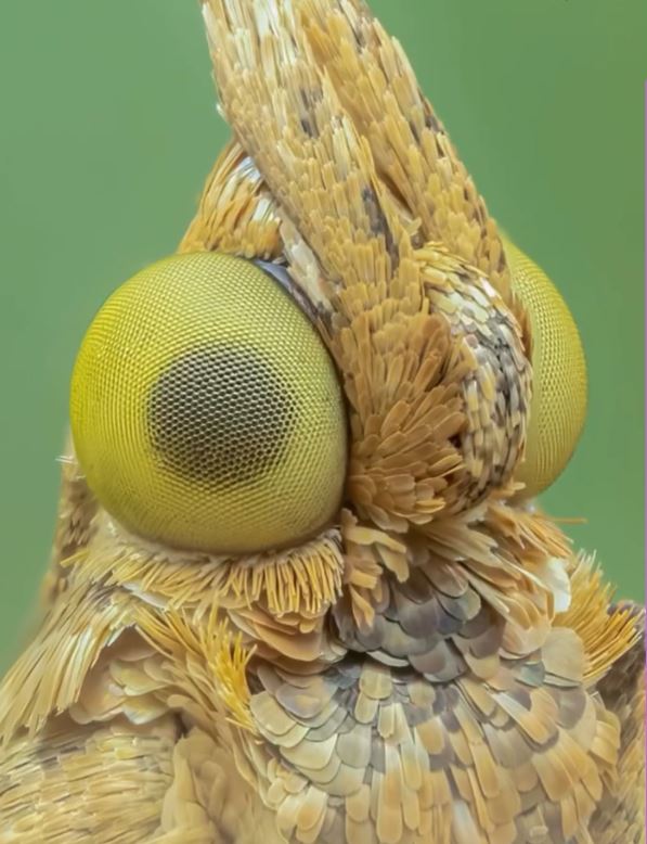 Insects Zoomed Photos: The Hidden World Under a Lens - MHNRC